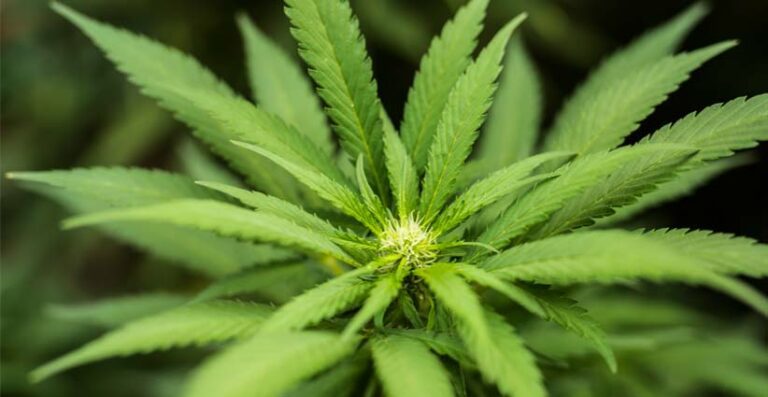 OMS recomienda retirar el cannabis de la lista de drogas peligrosas